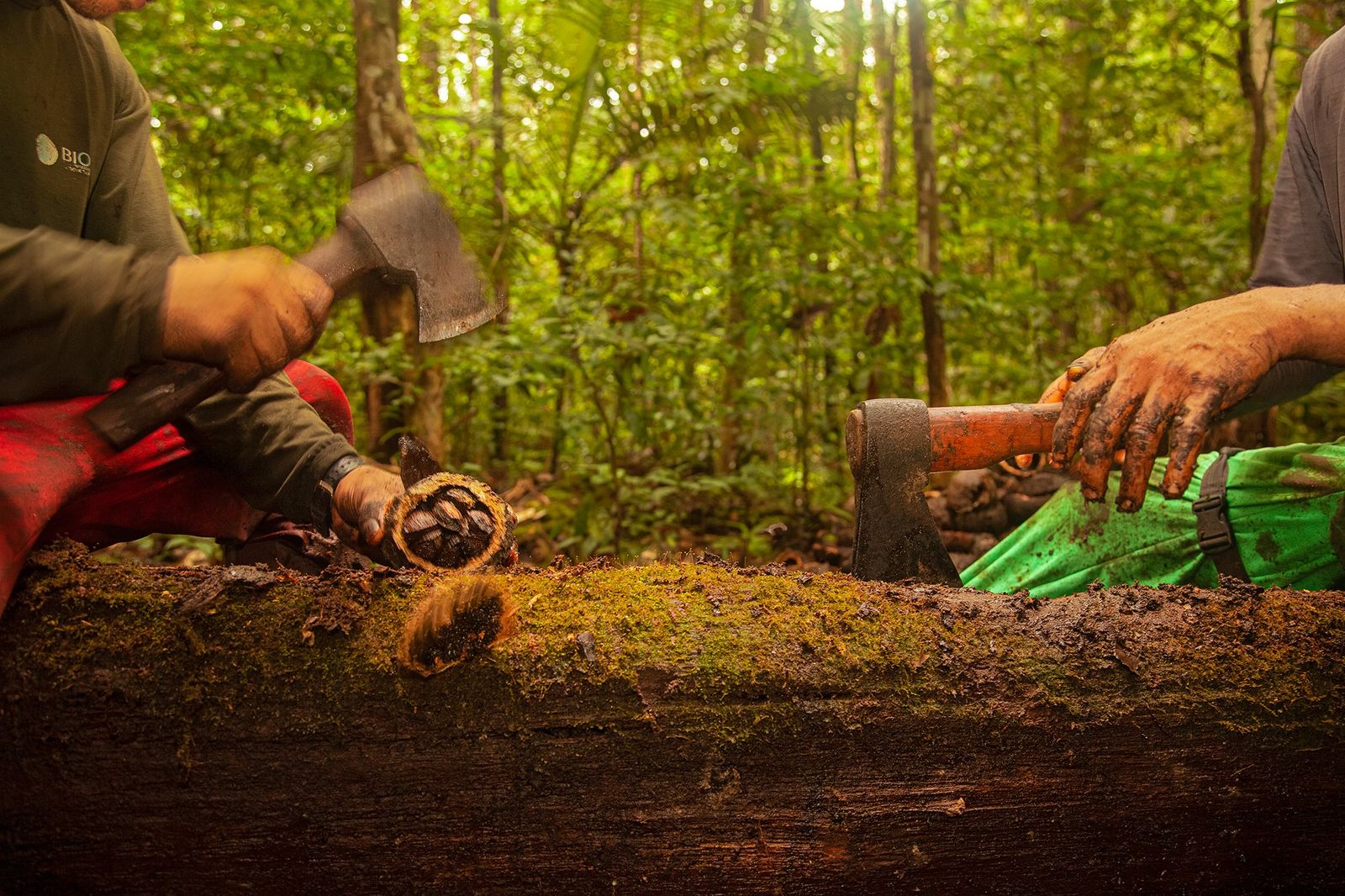 On-site Audit – Living Forest